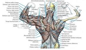 Oana's first blog: Clasificarea muschilor