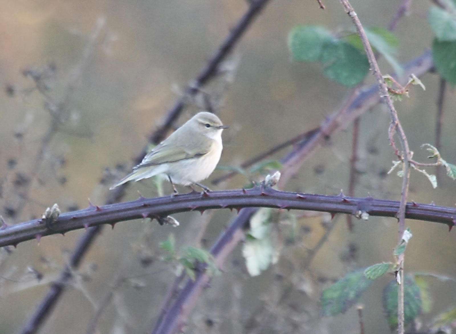 Oxon Birding Blog: January 2014