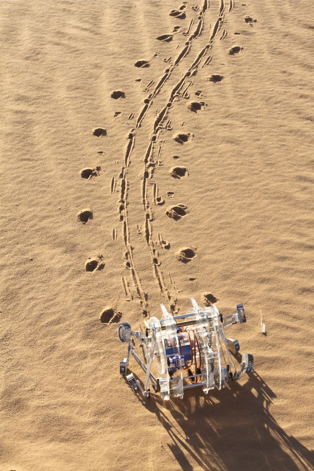 Real Monstrosities: Moroccan Flic-flac Spider