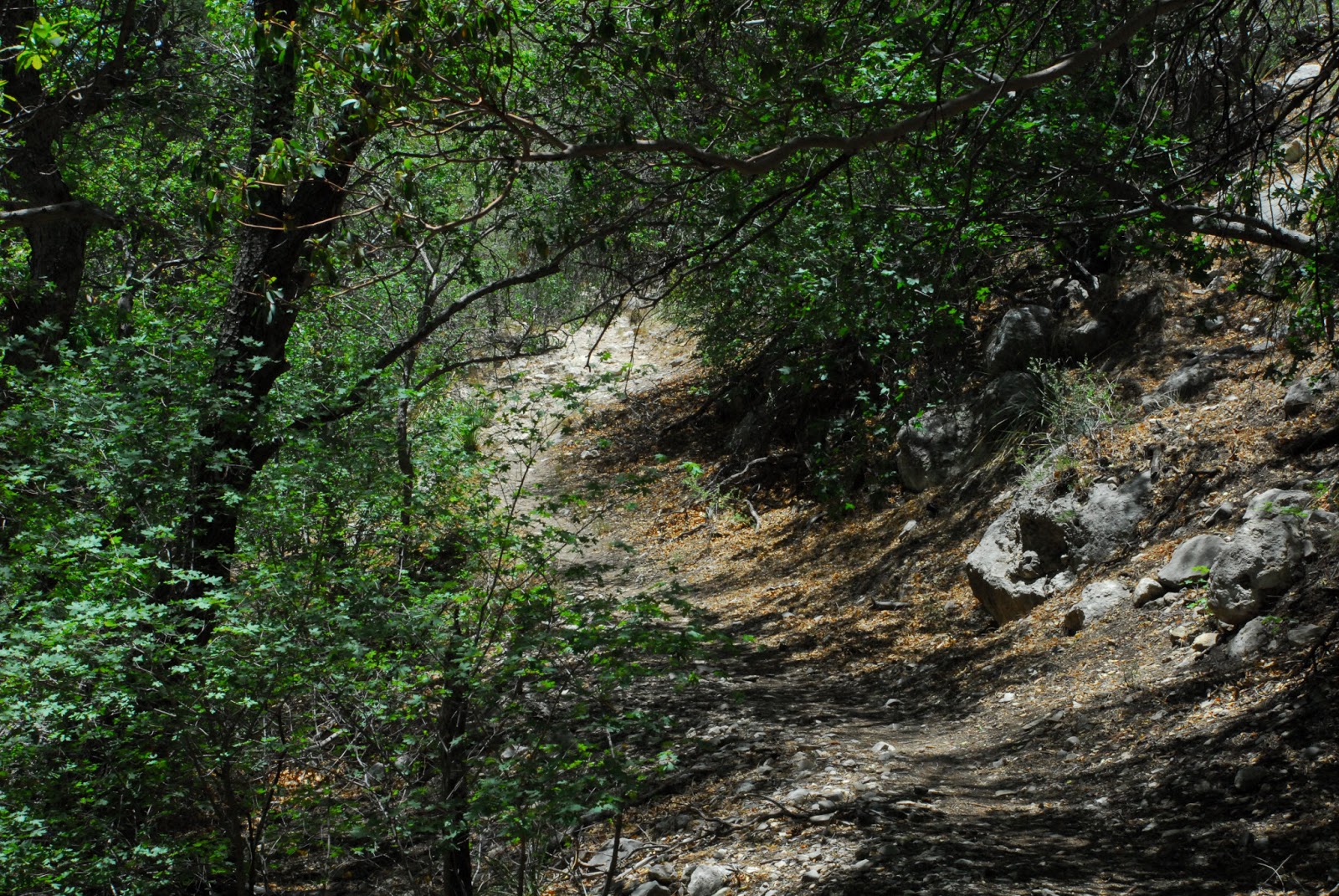 Texas Mountain Trail Daily Photo: Texas Master Naturalists leading Peak ...