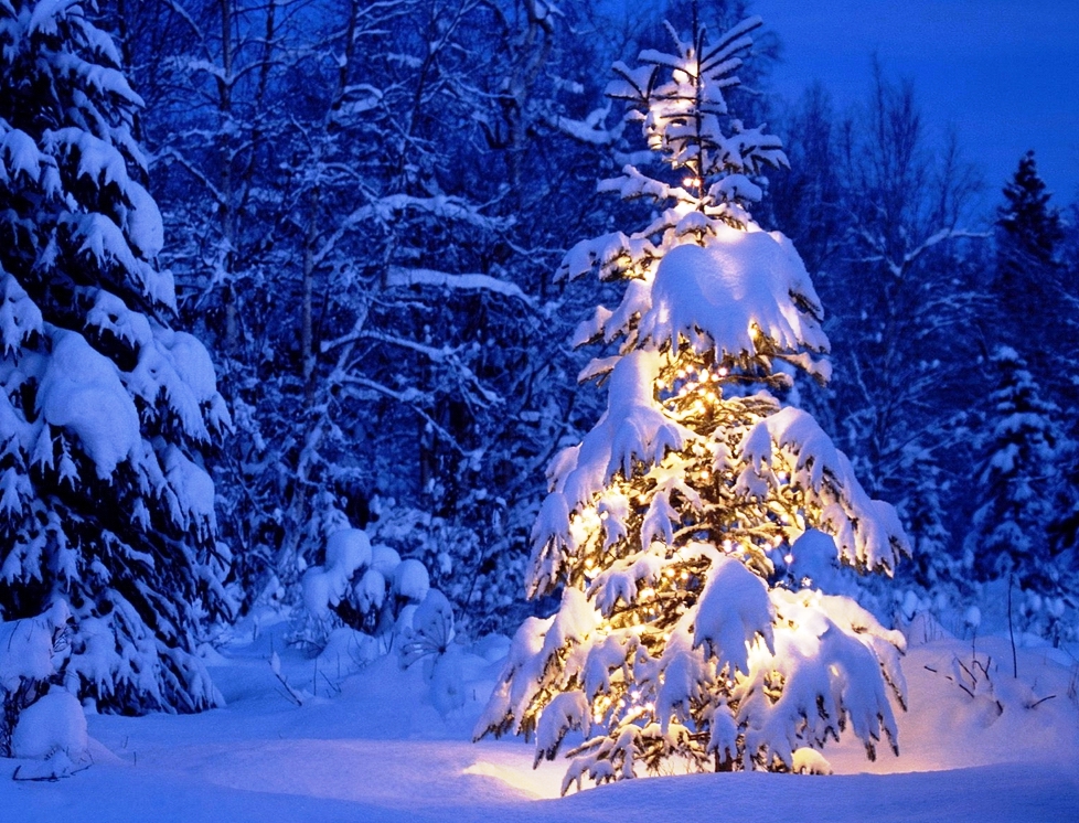 Wallpapers Photos Images: New Christmas Tree Nature