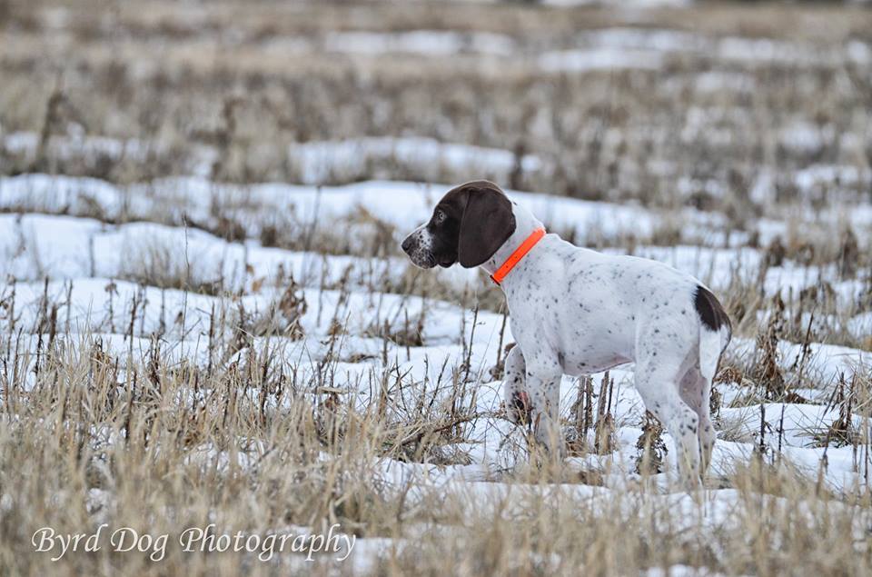 Adventures of a GSP Hunting Dog: Our Dogs