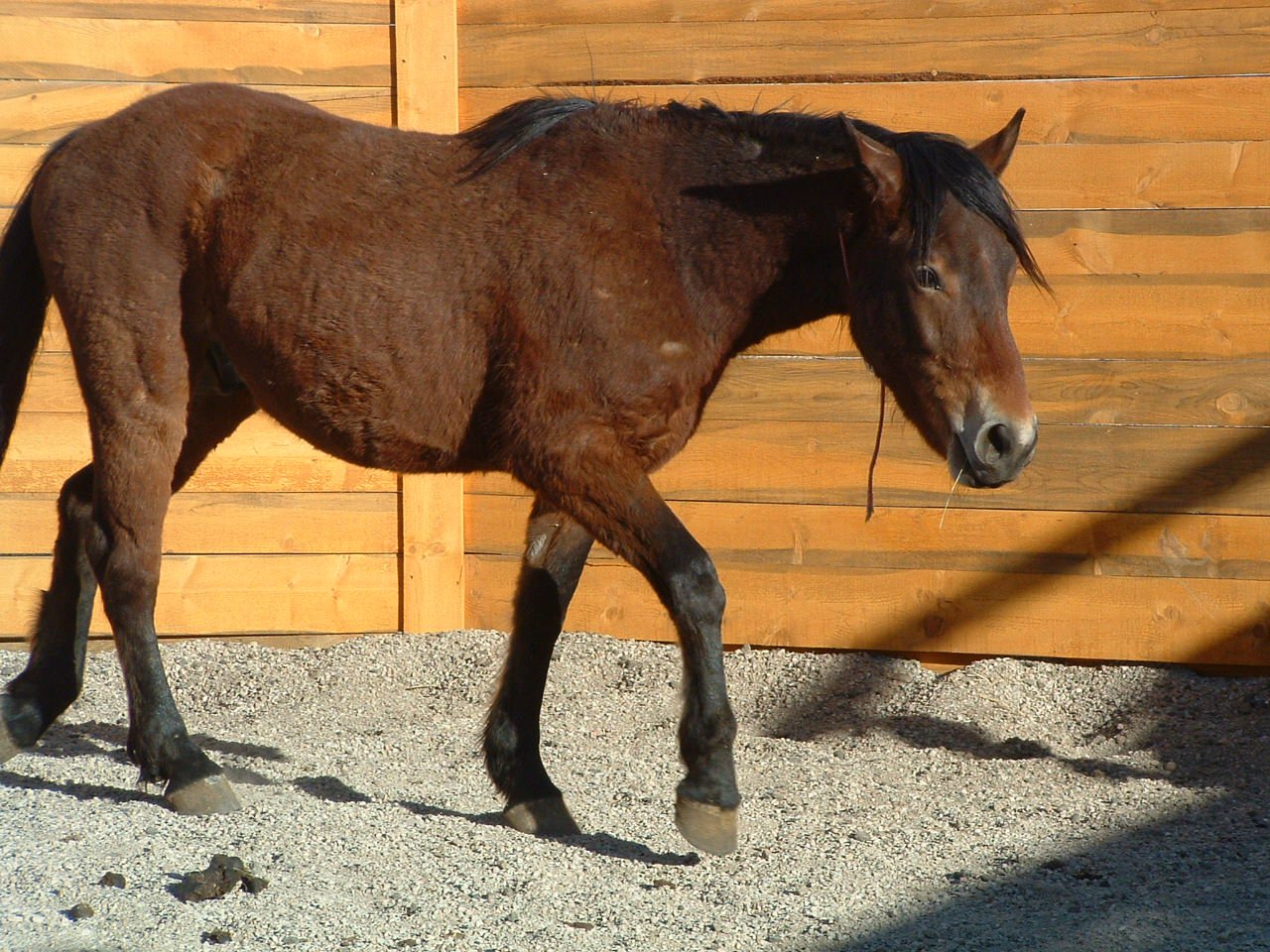 Mustang Eco Tours (Moritz4@q.com): Coppersmith#900 comparison and ...