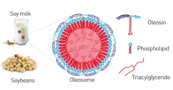 Plant Life: Oil Bodies