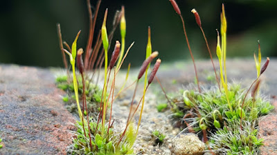 Moss Plants and More