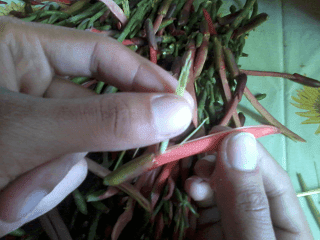 Mi Cocina Salvadoreña: Tortas de pito