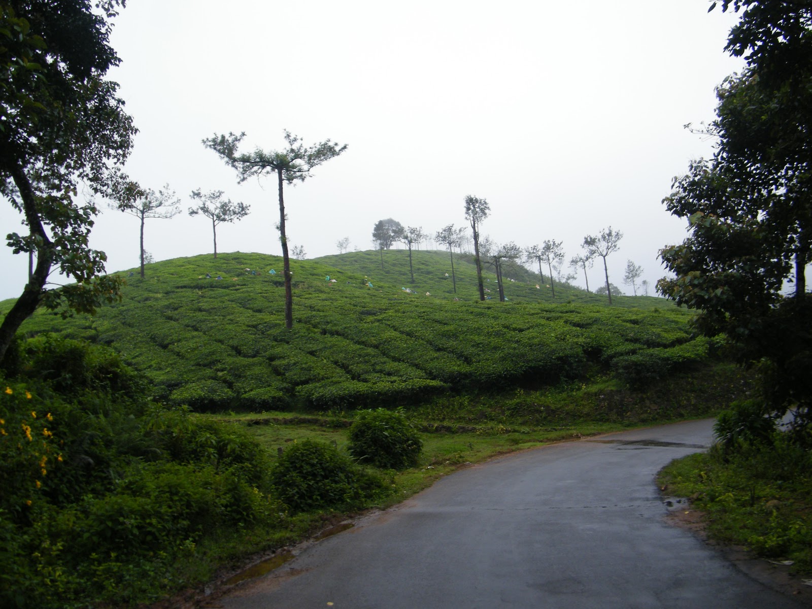 Kerala .... God's Own Country !!!: Photo Gallery