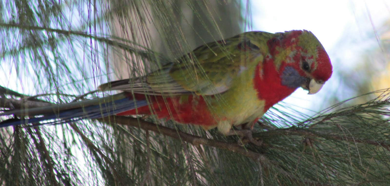 Richard Waring's Birds of Australia: Canberra Birds 1 - Parrots/Rosellas