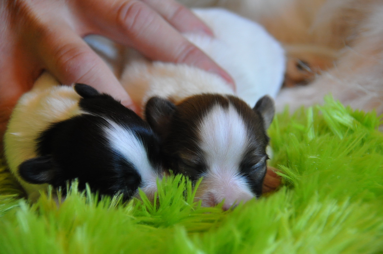 Road's End Papillons : 6 Day old Papillon Puppies