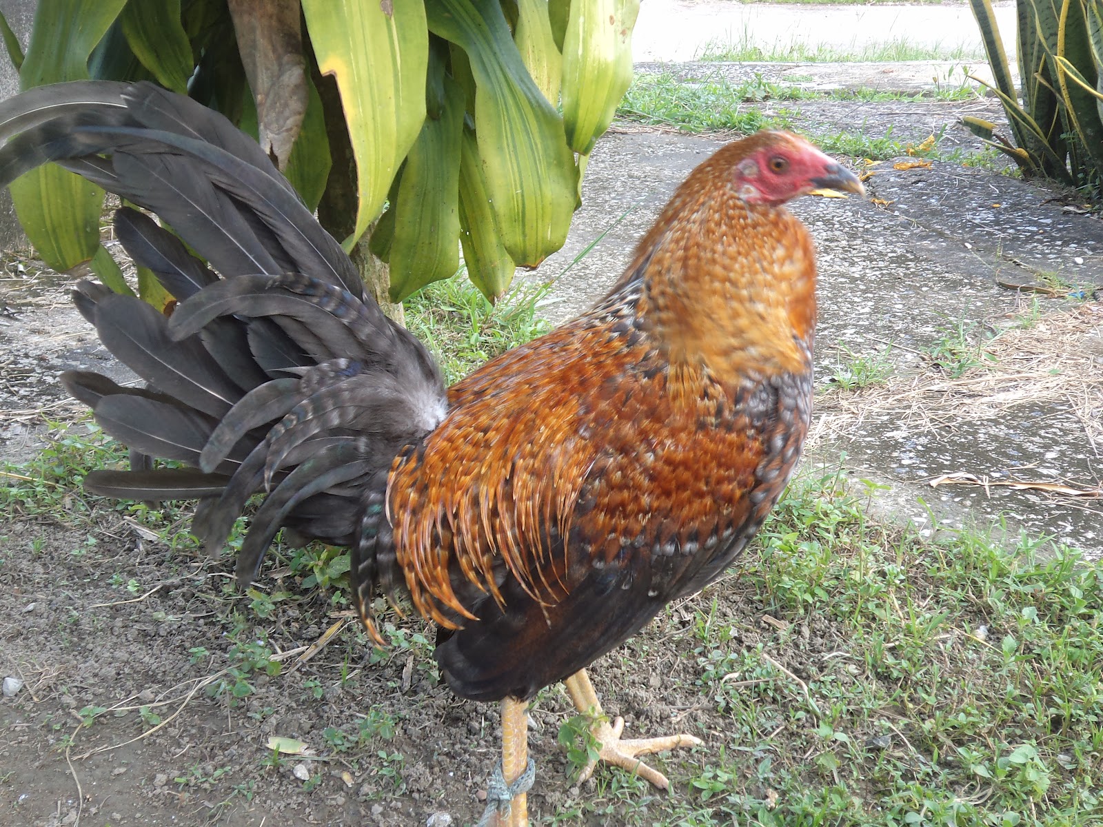 Sarawak Gamefowl Farm: DOM SWEATER