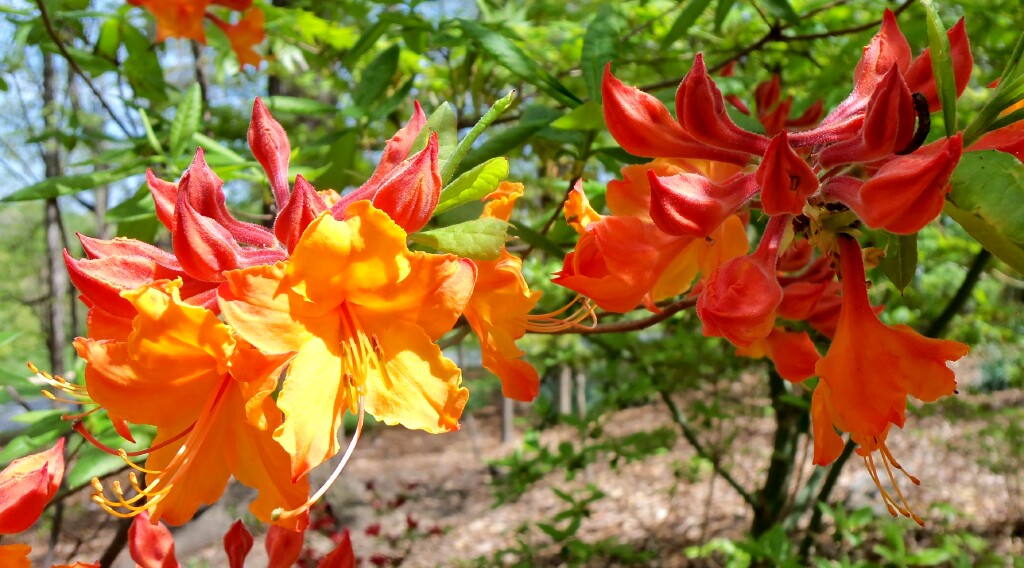 Orange explains it all: National Arboretum Azalea Collection