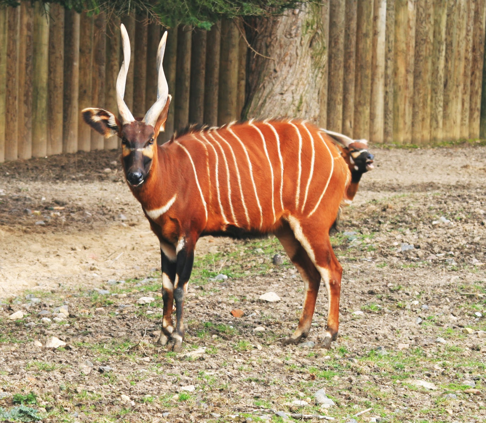 Blog de animales exóticos: El primero es este antílope africano con un ...