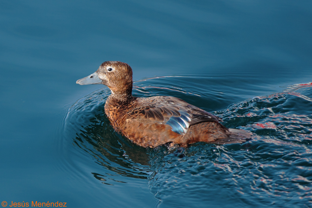 © DEMENCIA ORNITOLOGICA 43º23´N 3º13´W: Eider de Steller, Polysticta ...