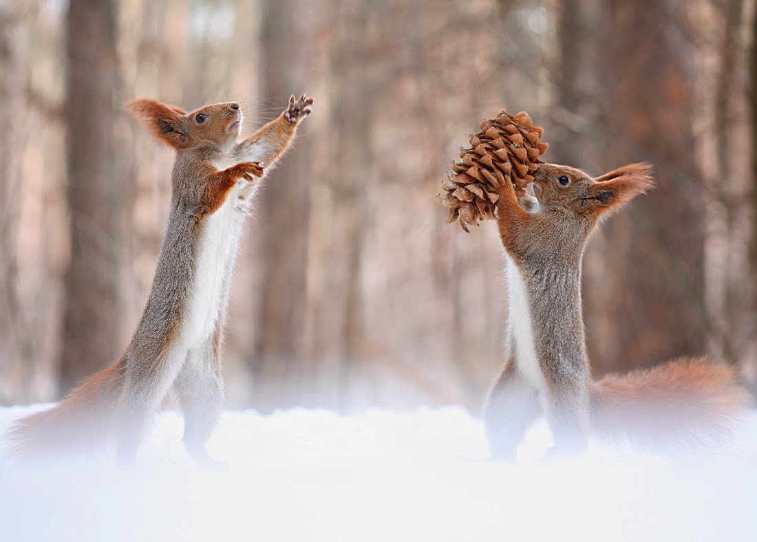 White Wolf : Photographer Captures The Cutest Squirrel Photo Session Ever