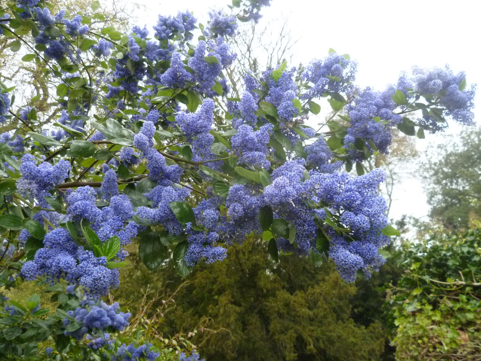 Worcester College Gardeners 2009-2018: Ceanothus arboreus 'Trewithen Blue'
