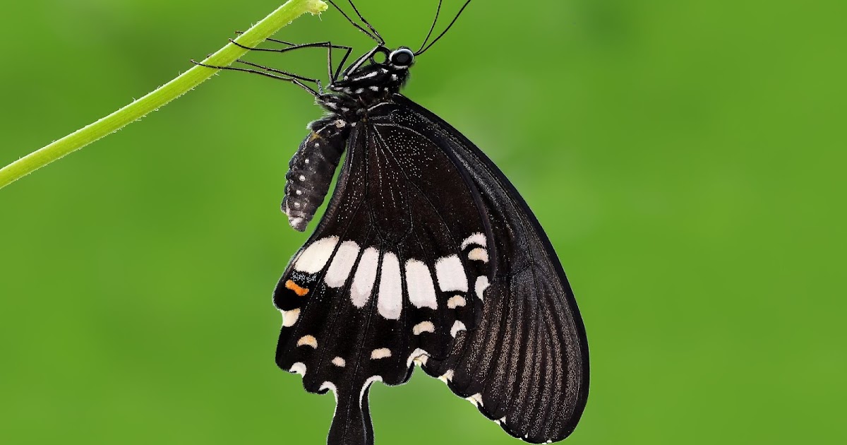 Butterflies of Singapore: Polymorphism in Butterflies