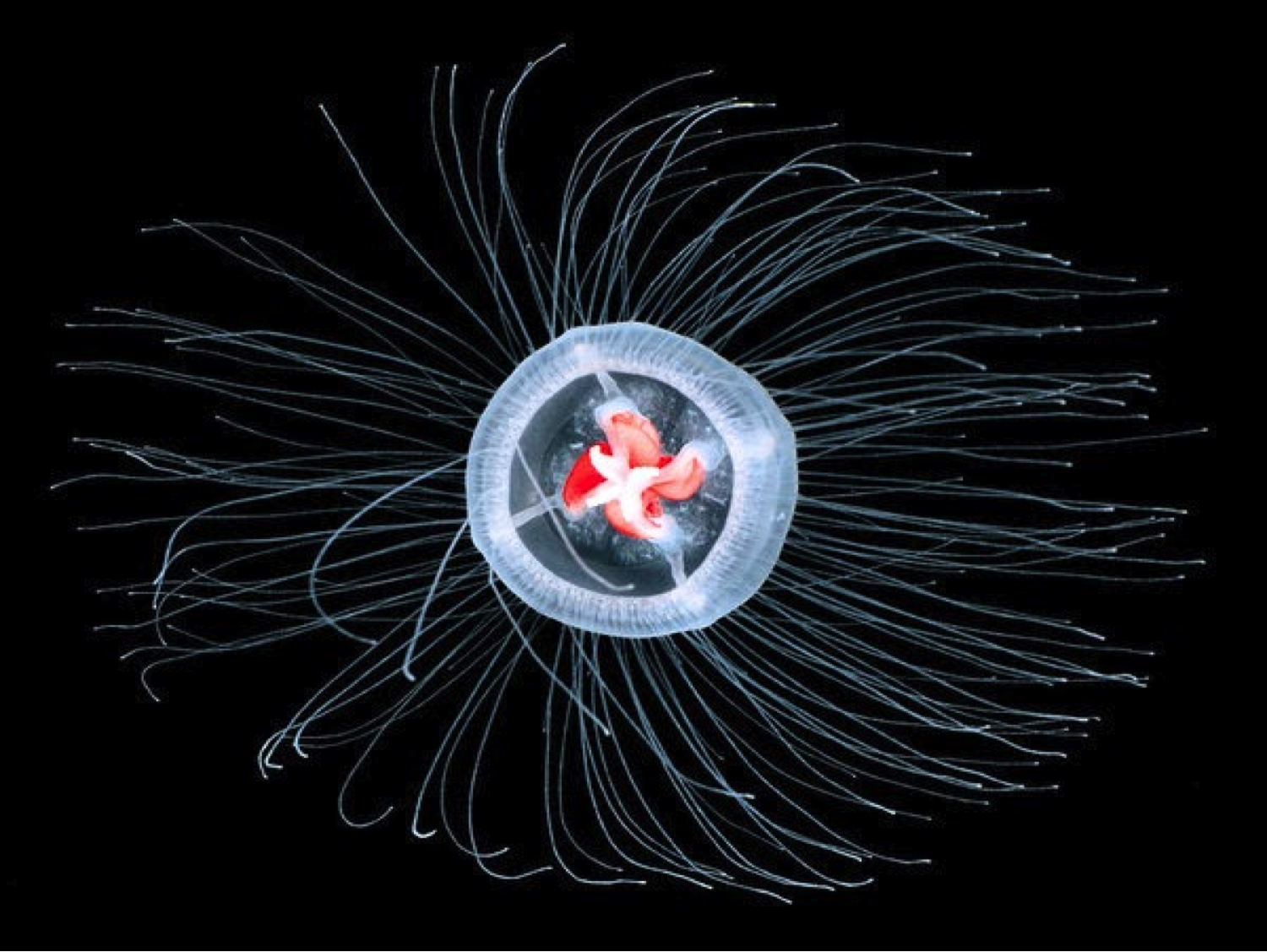 Turritopsis dohrnii - Nathania Santoso