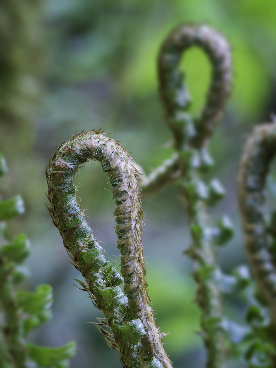 Jim Cox Photos: Spring Ferns