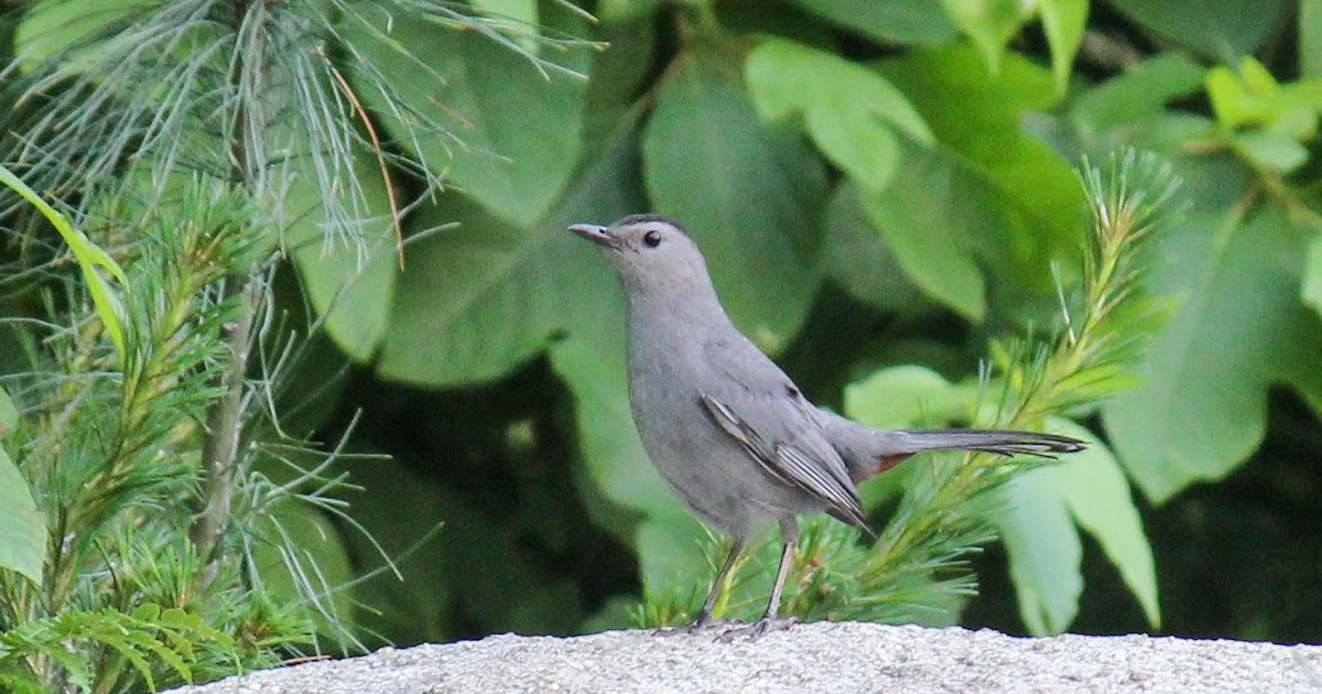 Red House Garden: The Gray Catbird