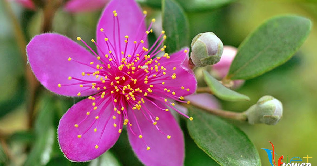 Ý nghĩa hoa sim tím