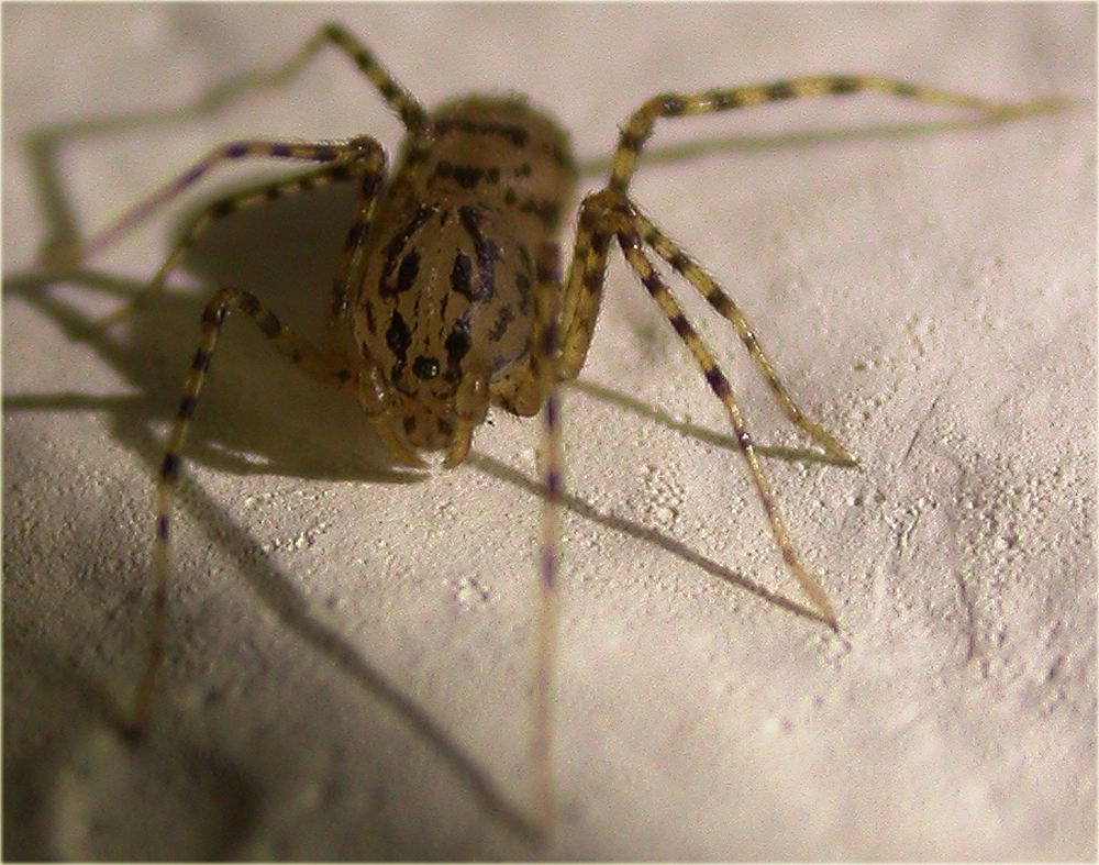 Arachnerds: Spitting Spider - Scytodes thoracica