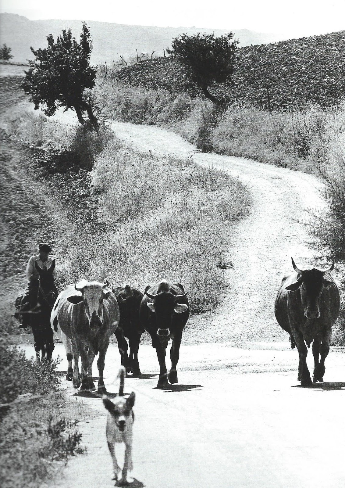 ReportageSicilia: ELOGIO DELLE MODICANE