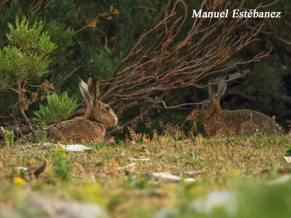 Miradas Cantábricas: Liebre de piornal o de Castroviejo (Lepus ...