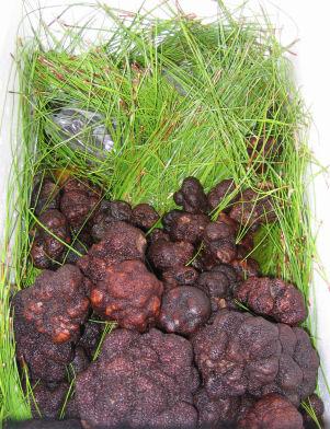 Kitchen Rap with Louis S Luzzo, Sr.: Truffles; 'Diamonds of the Kitchen.'