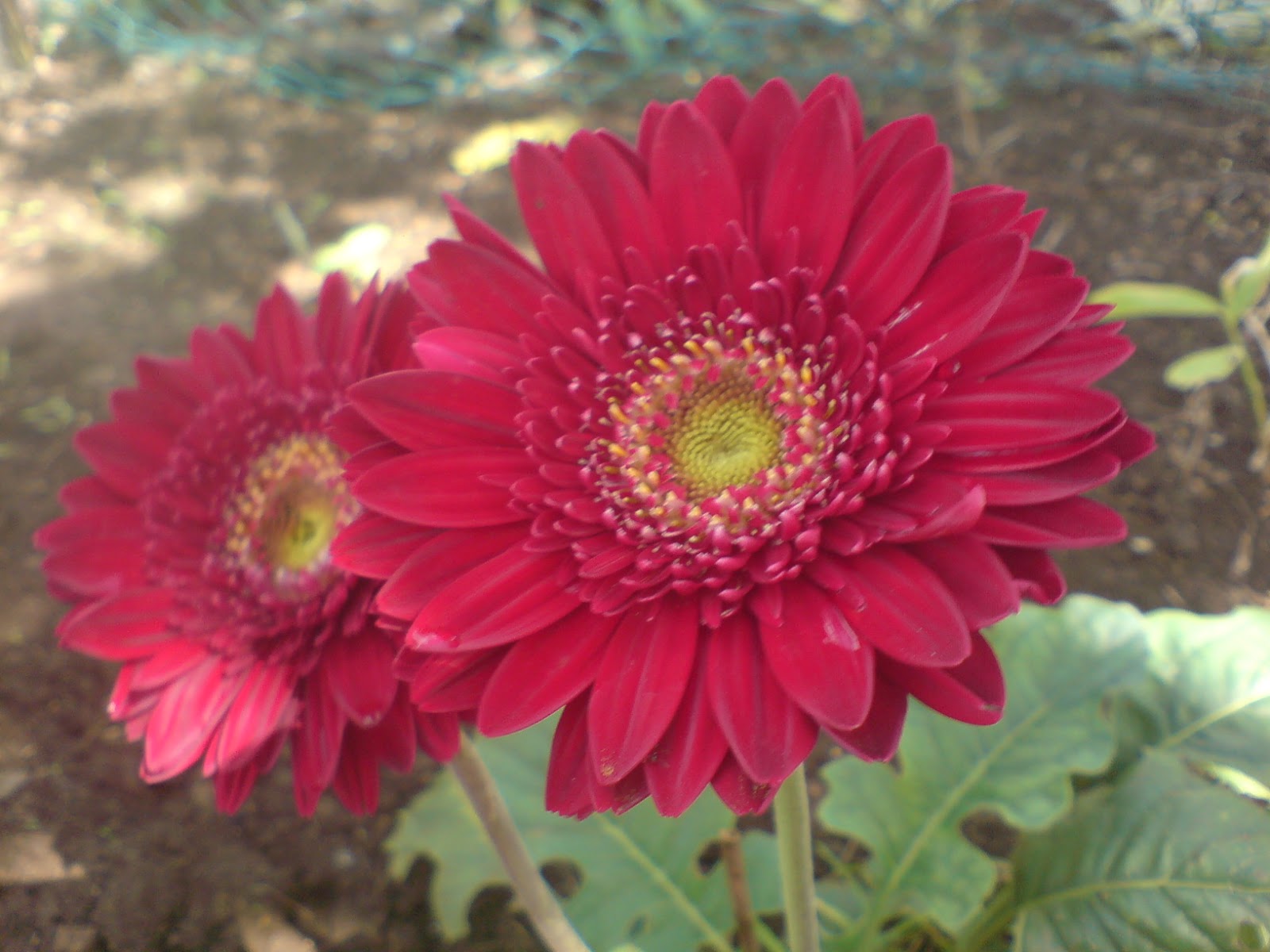 Learn Gardening: Gerbera