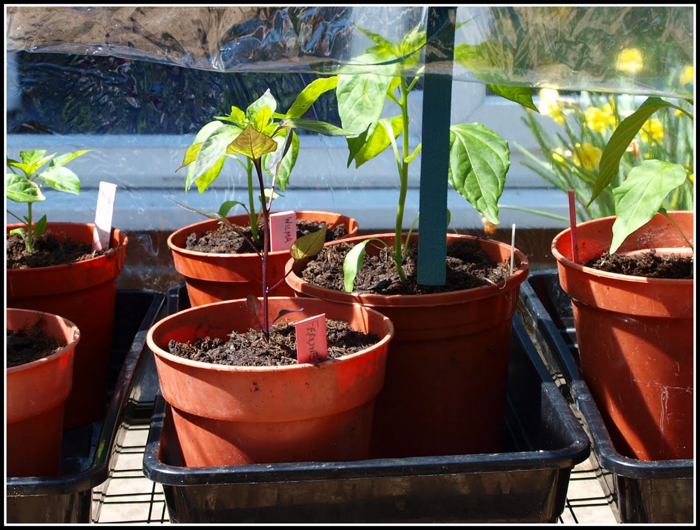 Mark's Veg Plot: The chilli plantation
