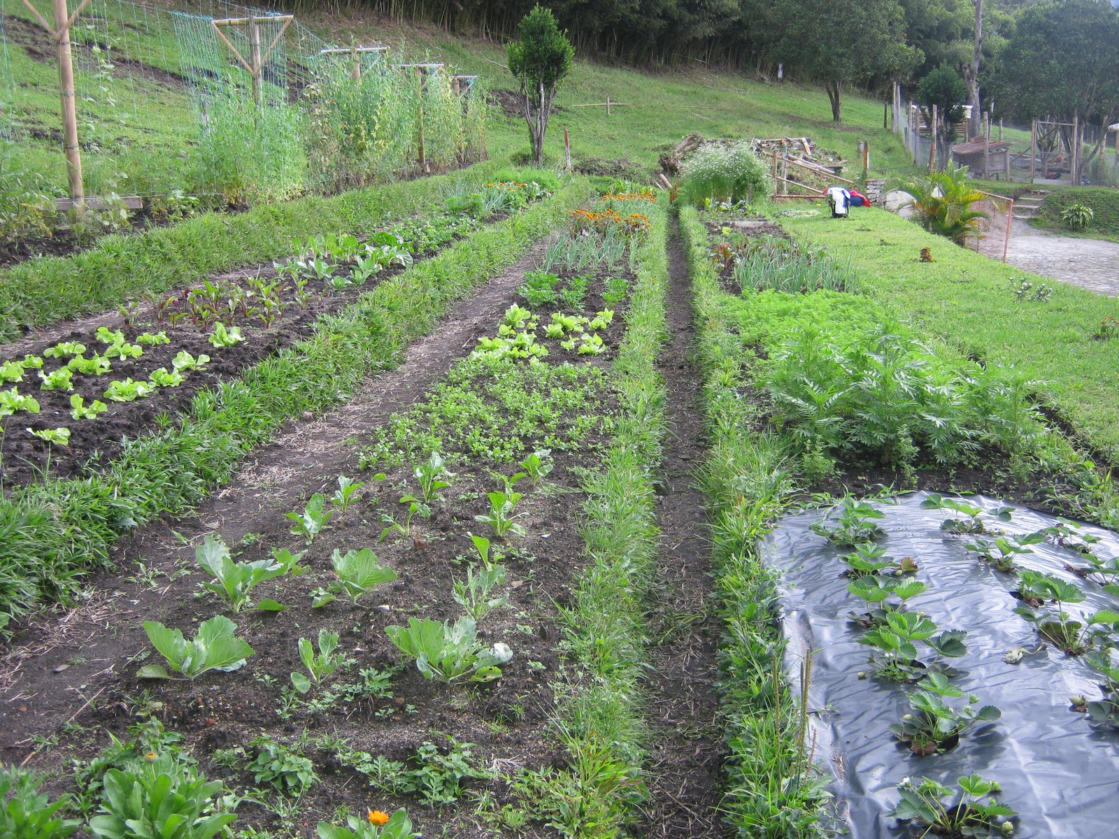 A minha Horta Biológica: Policultura