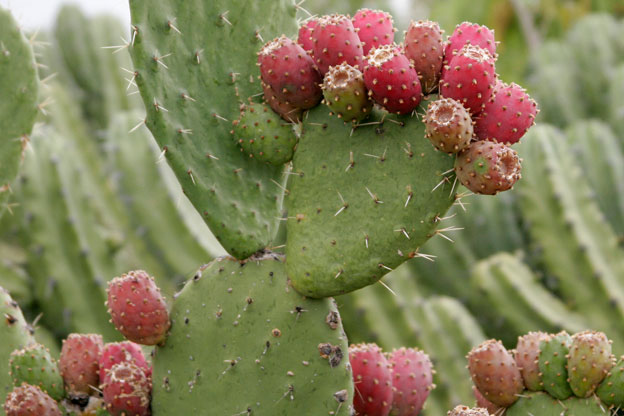Nopal Cactus