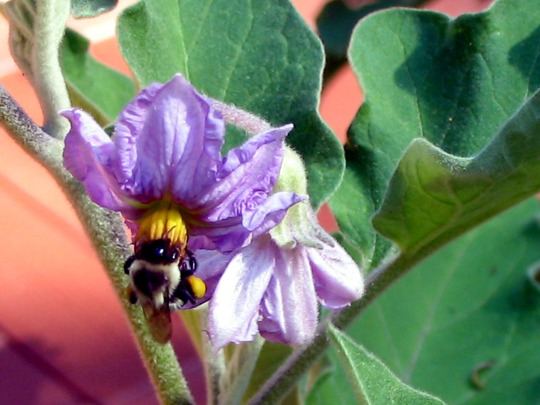 Birdgirl's World: Eggplants and Insects