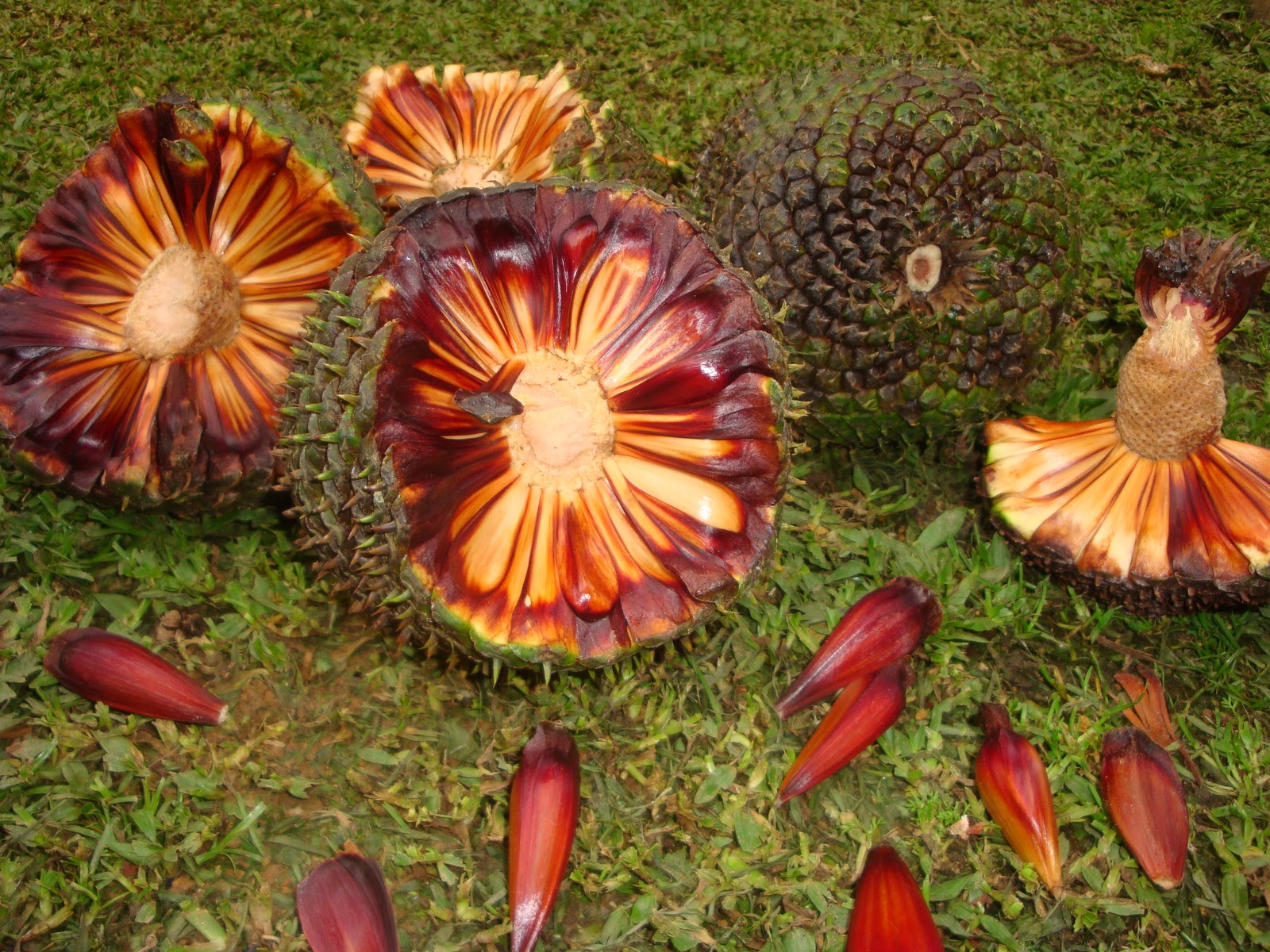 DIÁRIO COM A NATUREZA: 29 DE MAIO - PINHÃO - PINHA - FRUTO - SEMENTE