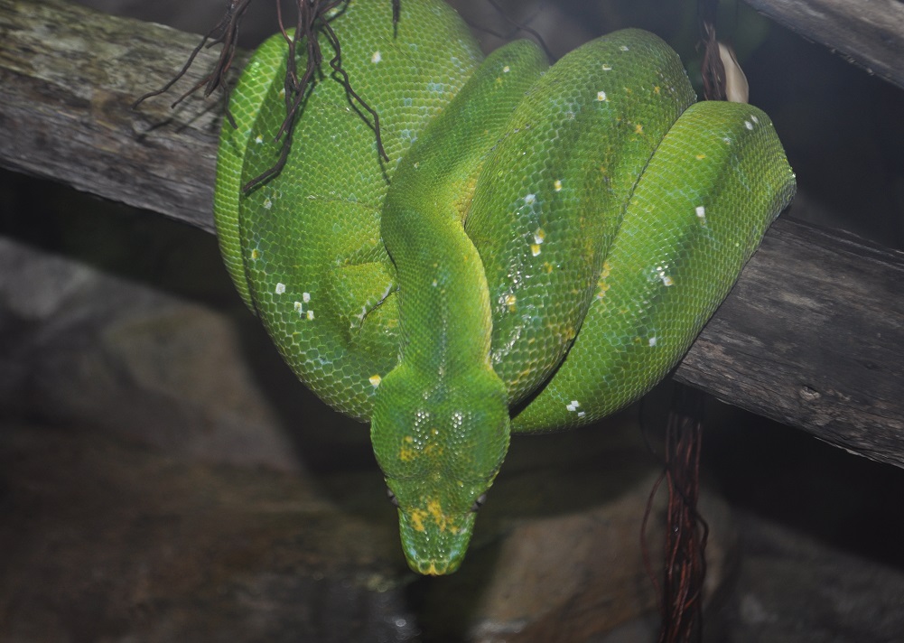ZOOTOGRAFIANDO (6.100 ANIMALS): PITÓN ARBORÍCOLA VERDE / GREEN TREE ...