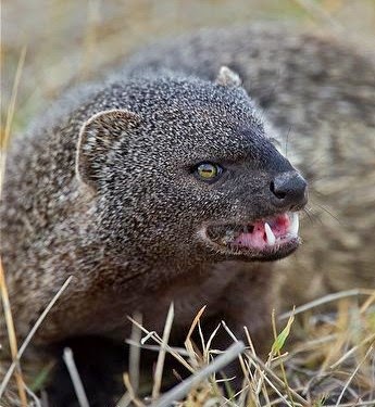 Simon Darragh: Ichneumon