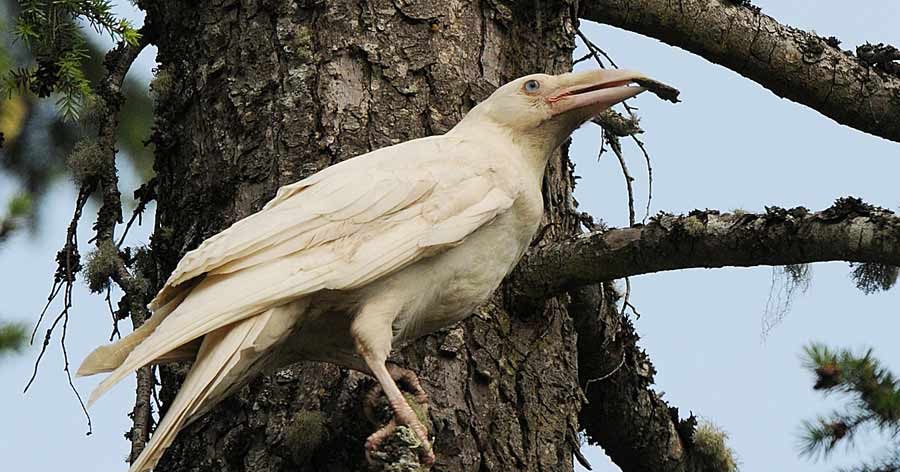 White Wolf : The Rare and Fascinating White Ravens of Vancouver Island