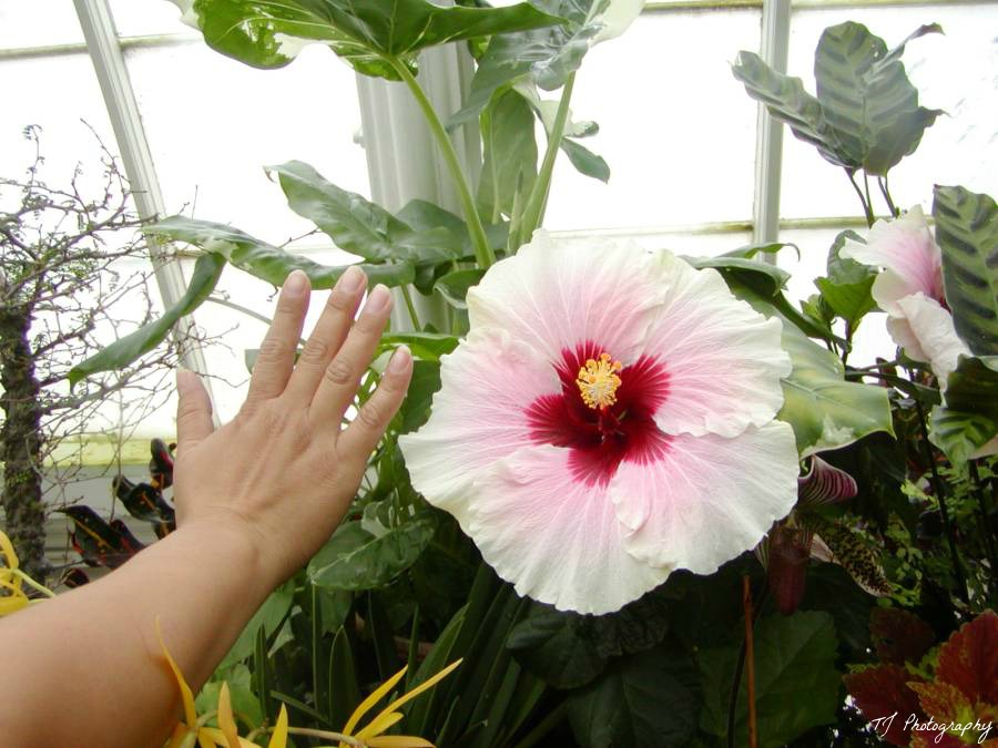 The Galloping Gardener: Flowers, I love Flowers