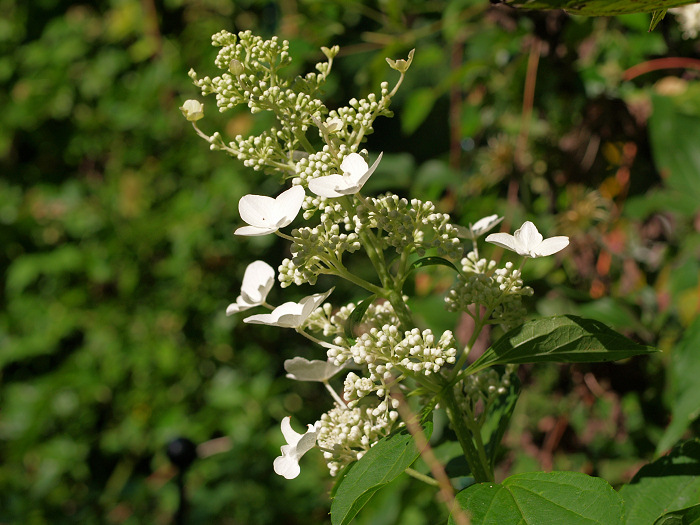 Hydrangea paniculata, die Rispenhortensie: 'Papillon'