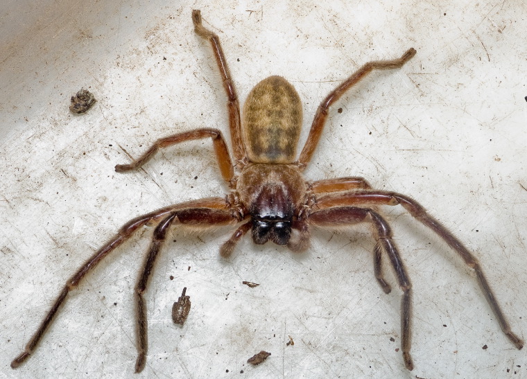 Real Monstrosities: Flat Huntsman Spider