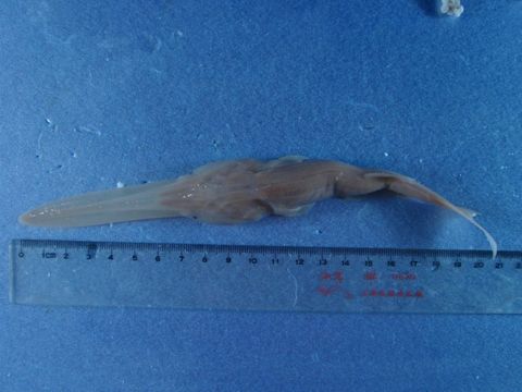 Artes de Pesca: ACTINOPTERYGII