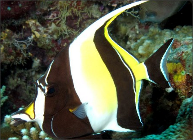 IKAN BUTTERFLY FISH SI IKAN KUPU-KUPU AIR - Ikan arwana