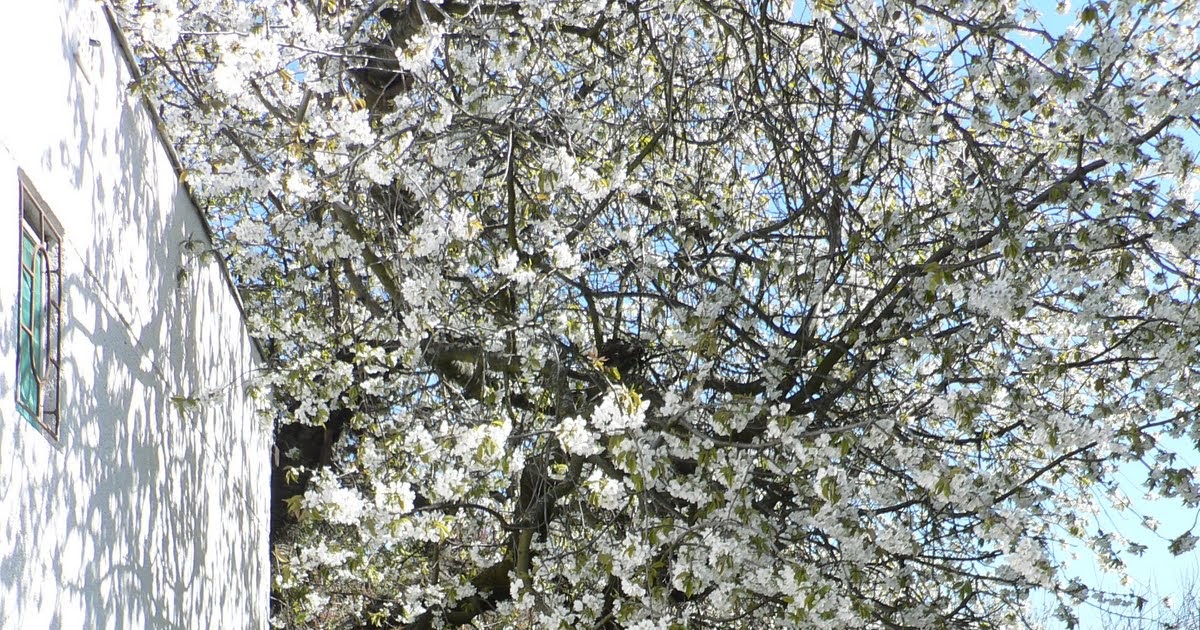 Mama Pea Pod: {Our Week Outdoors: April 8-14}