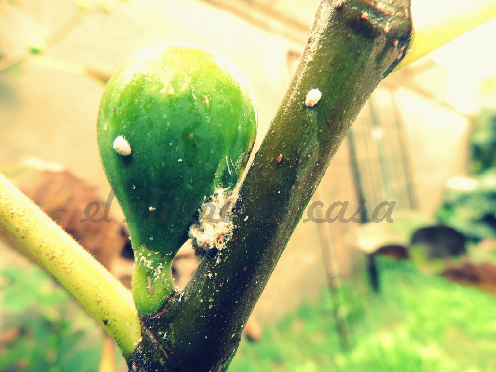 : Cochinilla algodonosa o Cottonet