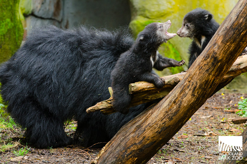 Woodland Park Zoo Blog: A Sloth Bear Cub’s Guide to Exploring