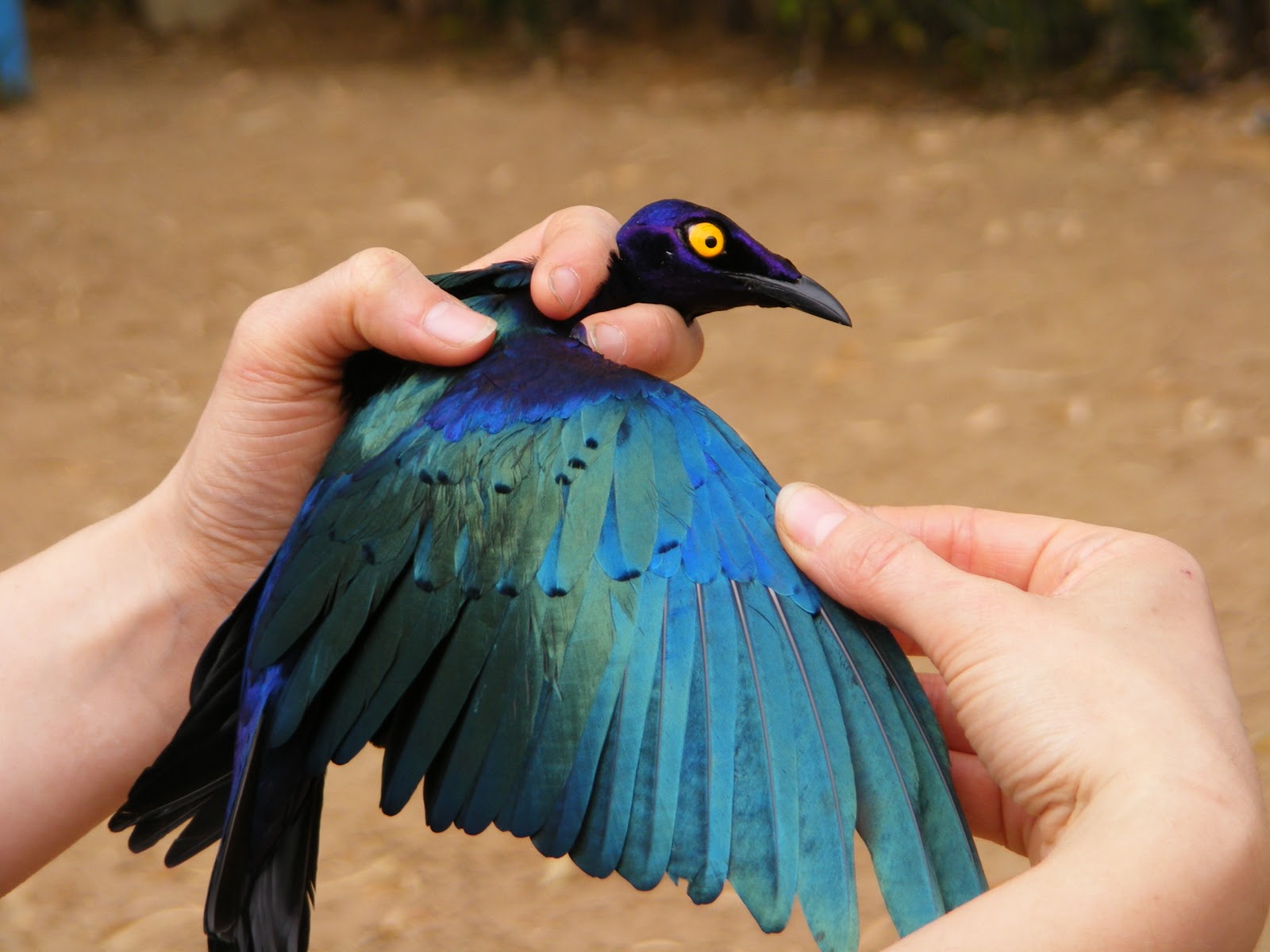 horsham-and-dorking-bird-ringing-january-2012