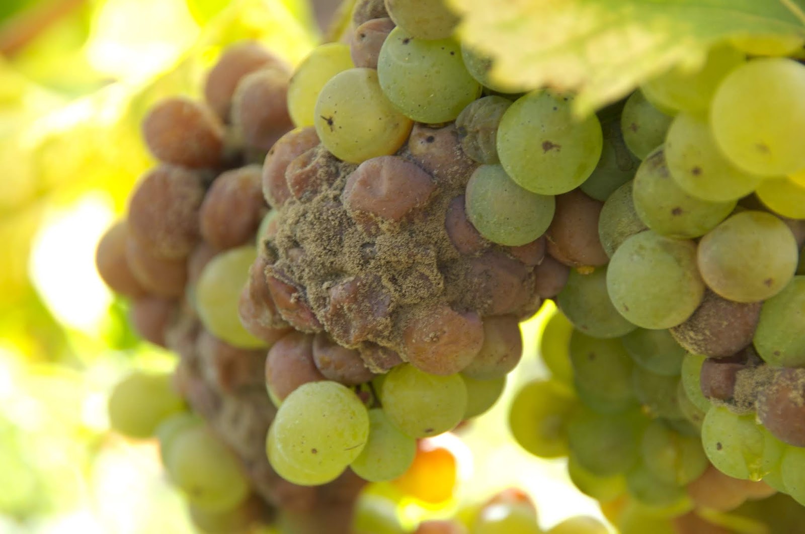 Official Nebusens Blog: Botrytis en la vid, cuidados y consejos