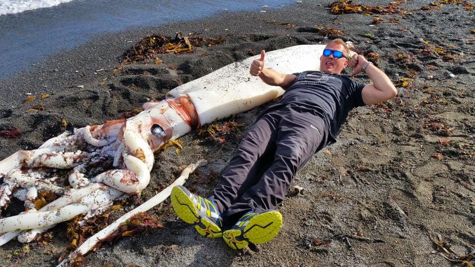 A giant squid that washed up at South Bay, in Kaikoura, on Wednesday ...