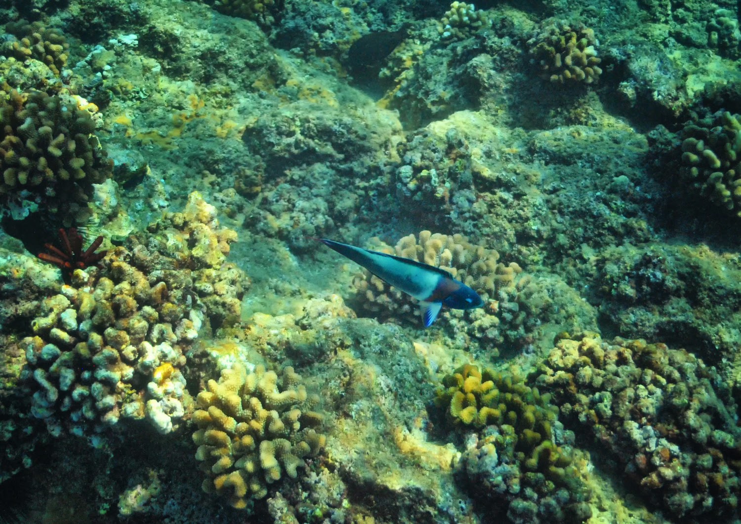 Shutterbugs Capturing the World Around Us: Swimming the Maui reefs