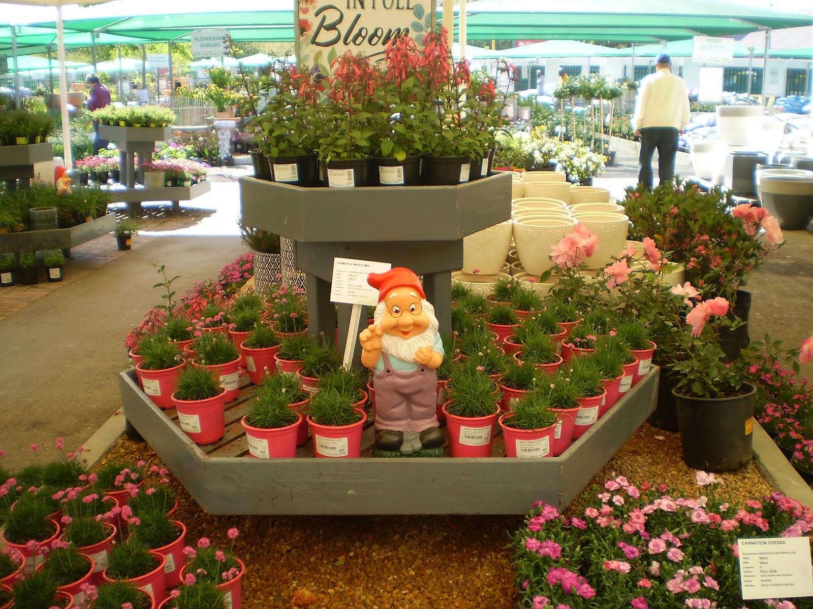 Stodels Kenilworth - Feast for the eye... - Blue Poinsettia